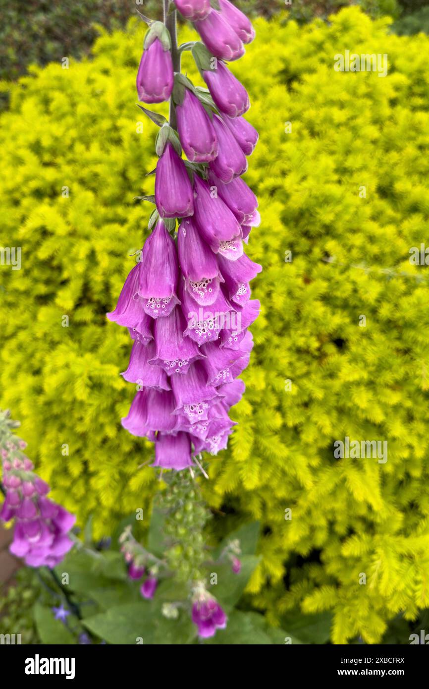 Poisonous flowers of Common foxglove (Digitalis purpurea) from the ...