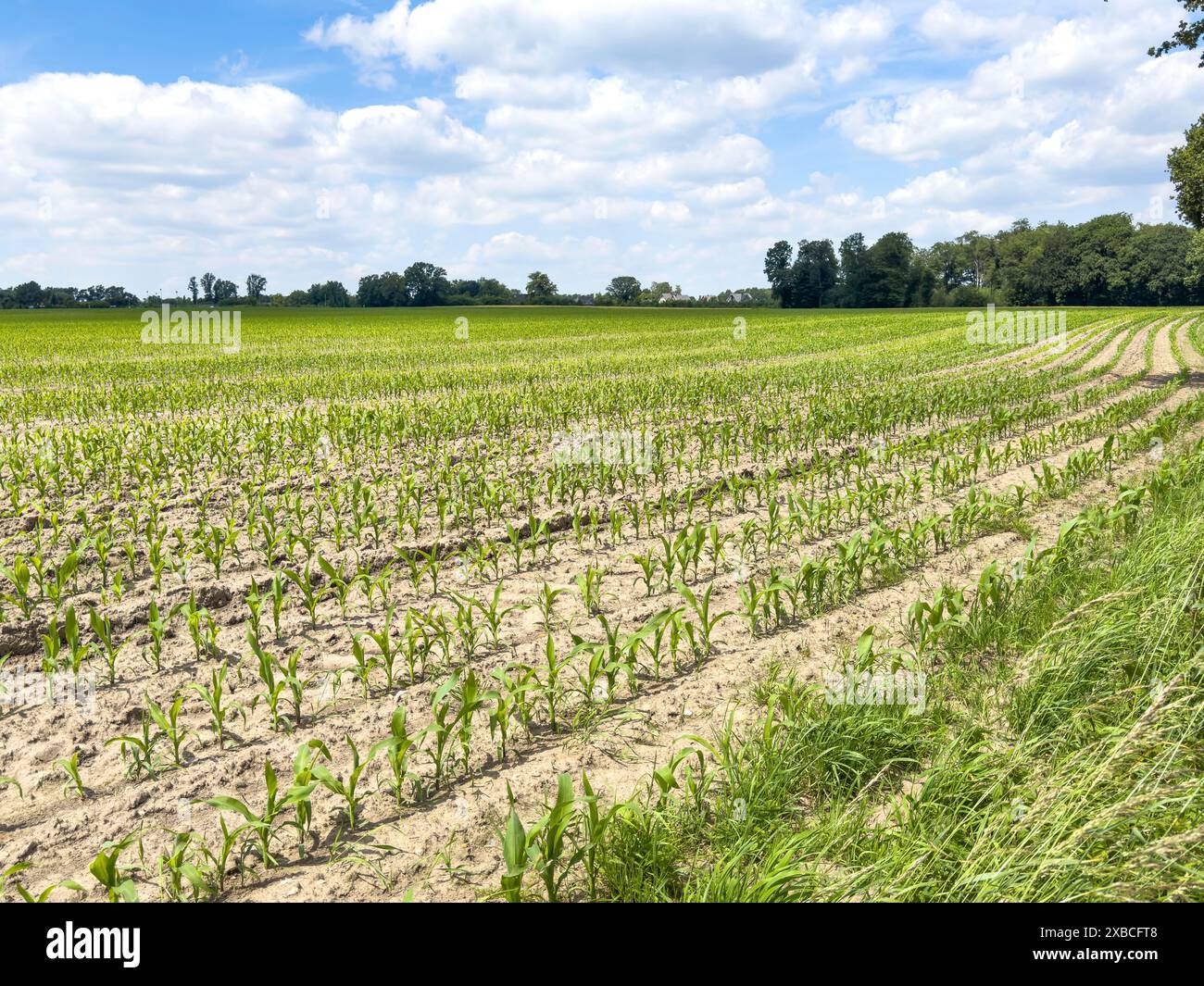 Field with plants of young corn (Zea mays) young maize plants growing ...