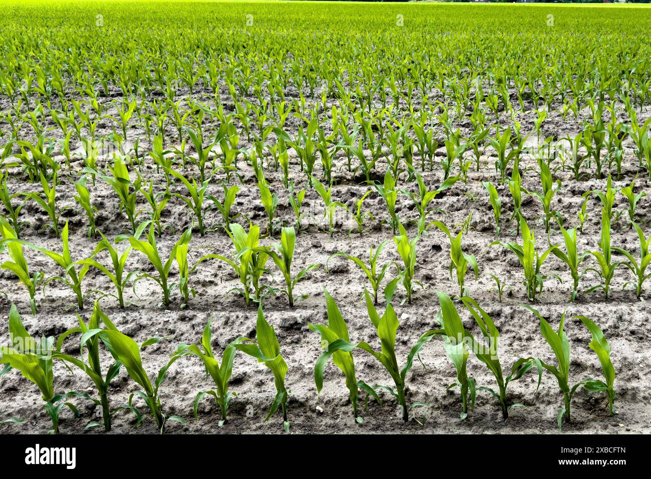 Field with plants of young corn (Zea mays) young maize plants growing ...