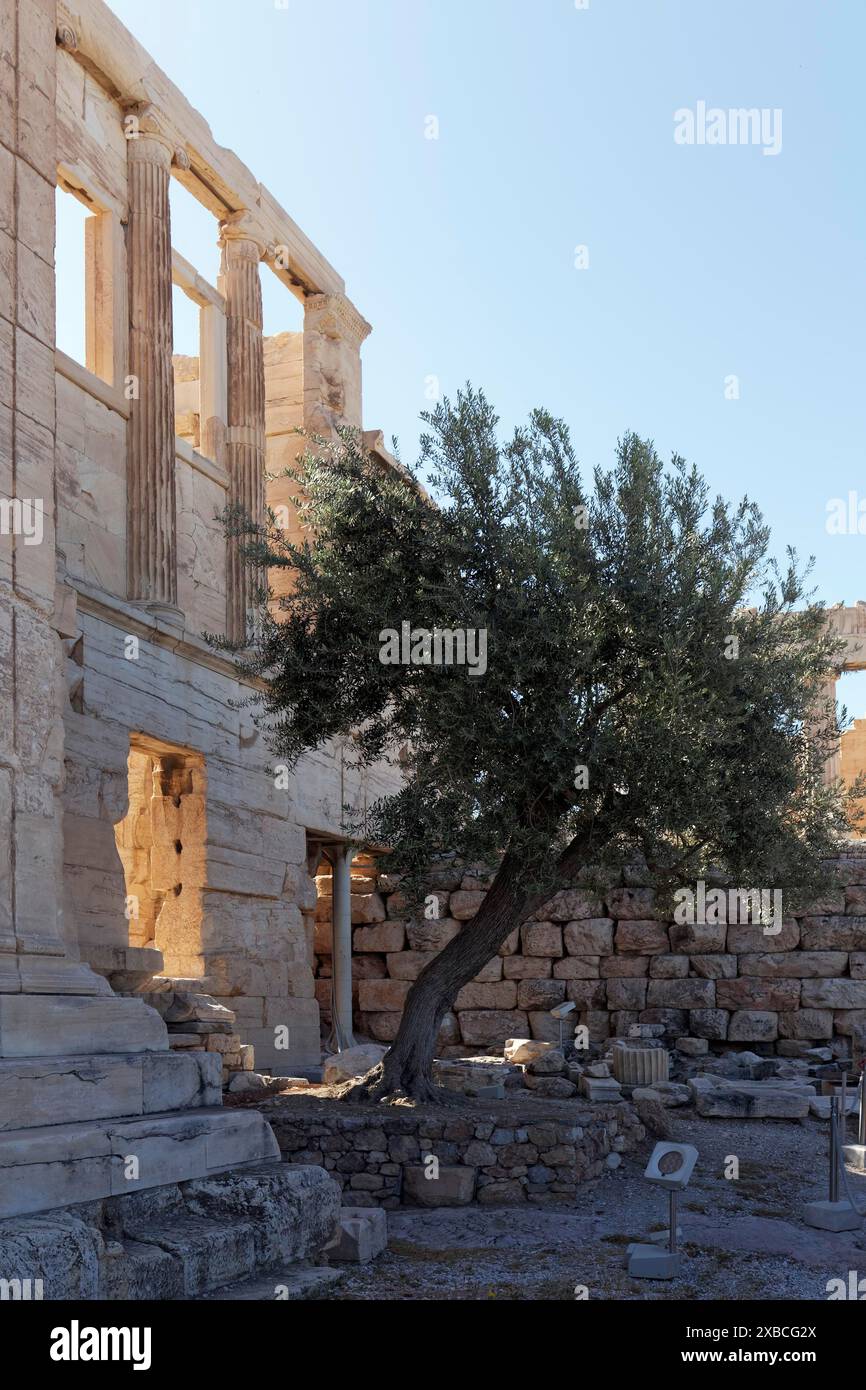 Sacred Olive Tree of Athena in front of the Erechteion Temple, west ...