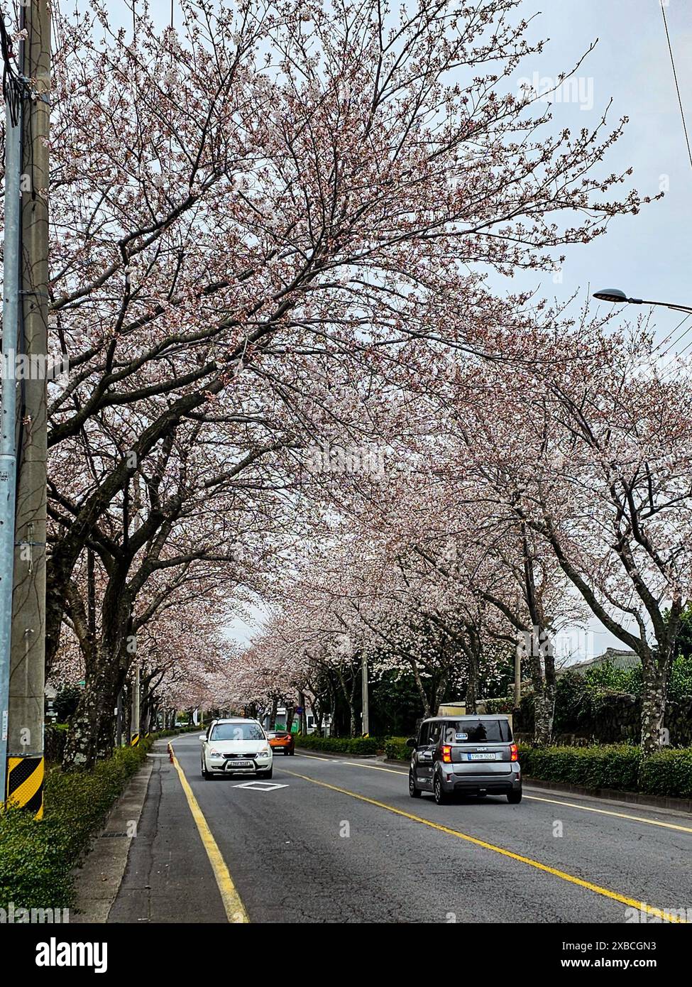 Cars driving along a road lined with cherry blossom trees in full bloom ...