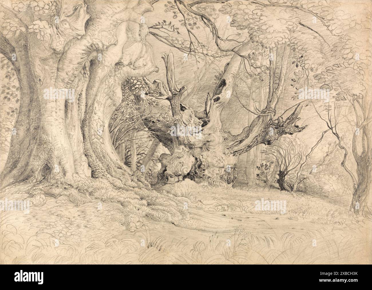 Ancient Trees, Lullingstone Park. Samuel Palmer. 1828 Stock Photo - Alamy