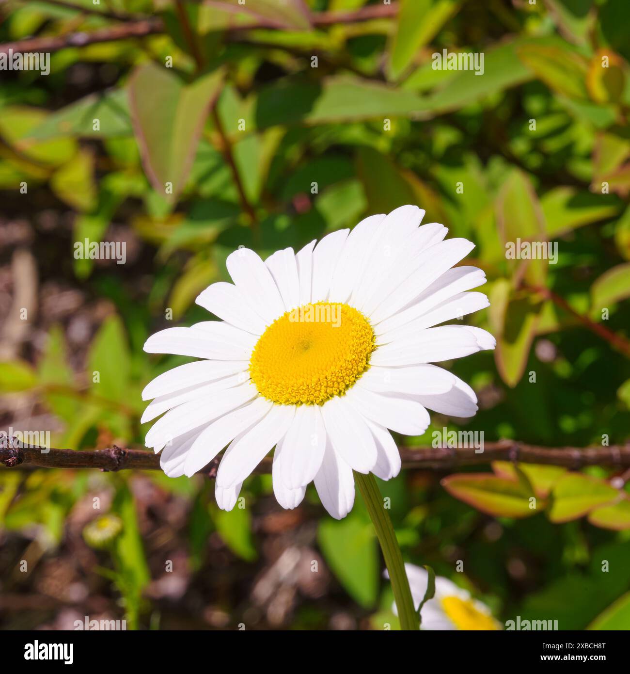 Shasta daisy leaves hi-res stock photography and images - Alamy