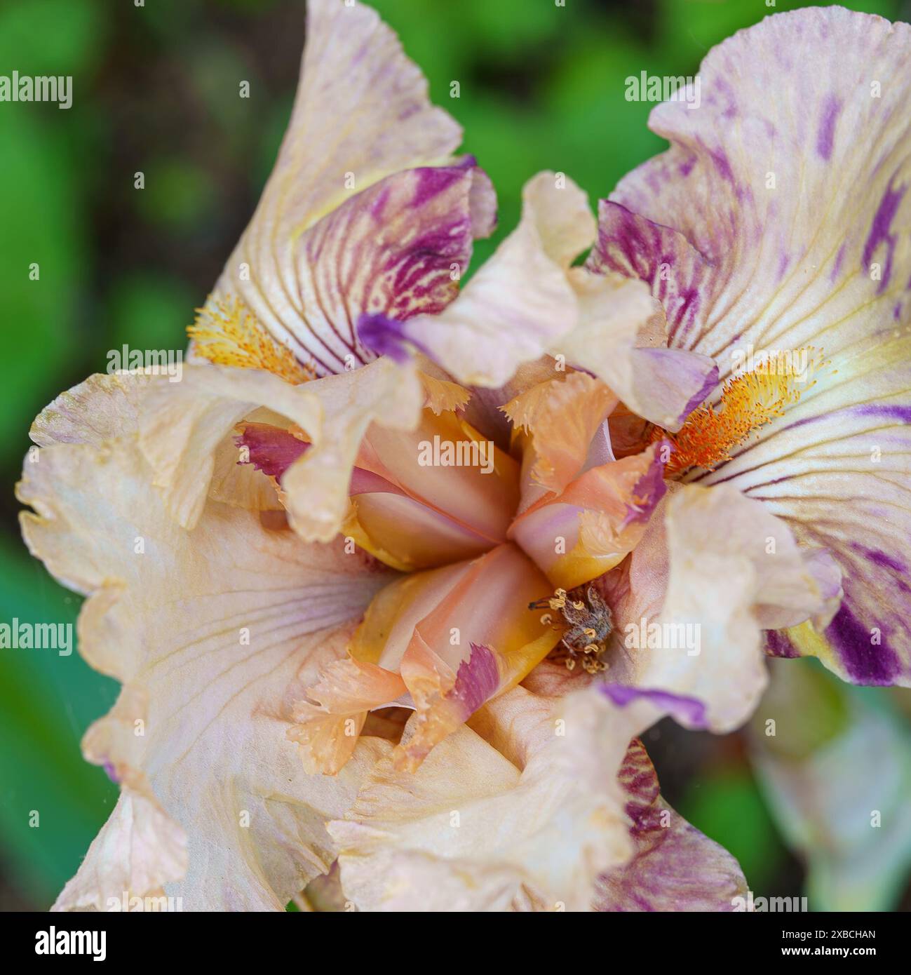 Peach Jam iris at New England Botanic Garden Stock Photo - Alamy