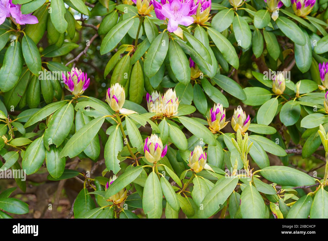 Rhododendron starting to bloom at New England Botanic Garden Stock ...