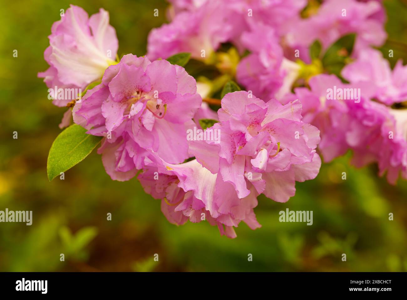 Azaleas at New England Botanic Garden Stock Photo - Alamy