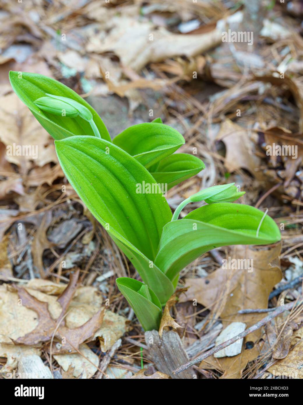Pink lady slipper starting to grow at Garden in the Woods Framingham MA ...