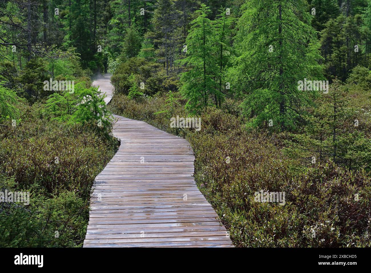 Wooden boardwalk accross wetland. Wood board walkway across marshland ...