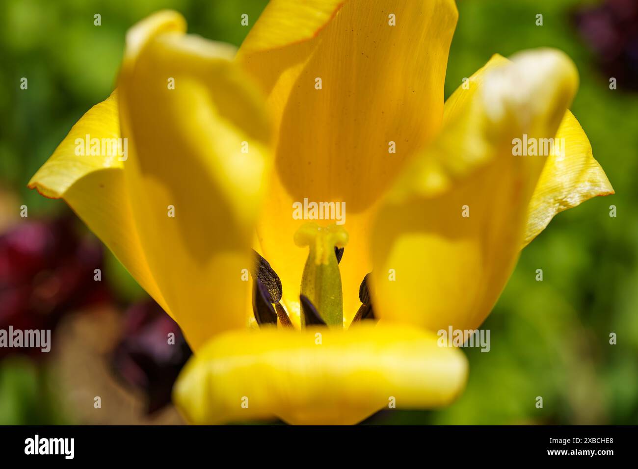 Vibrant tulip colors hi-res stock photography and images - Alamy