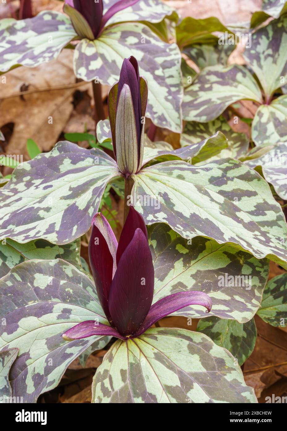 Spotted Trillium - The green leaves of the Trillium plant provide the ...