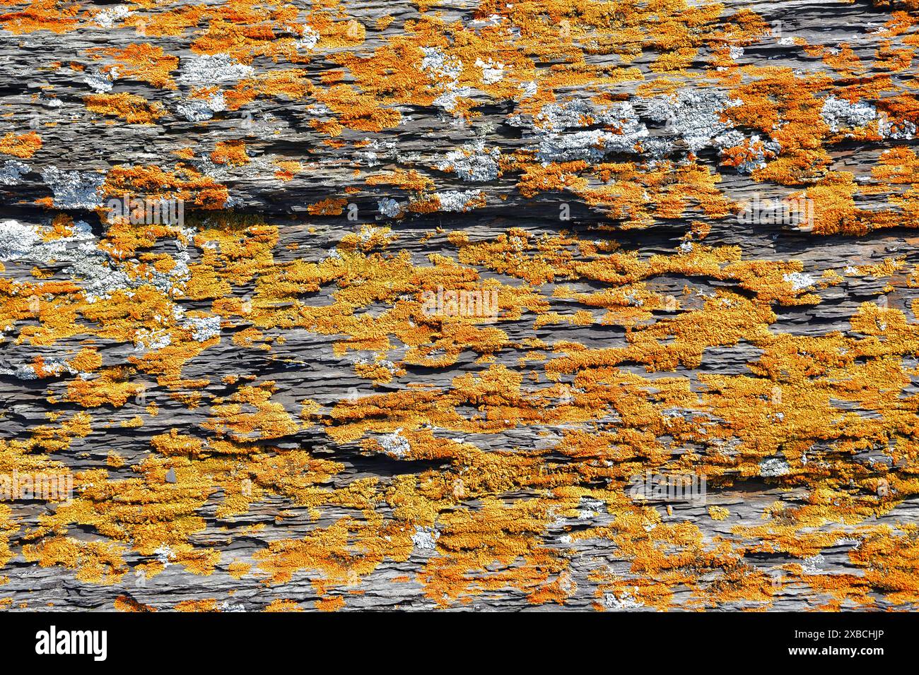 Yellow lichen on rock. Close up Stock Photo - Alamy