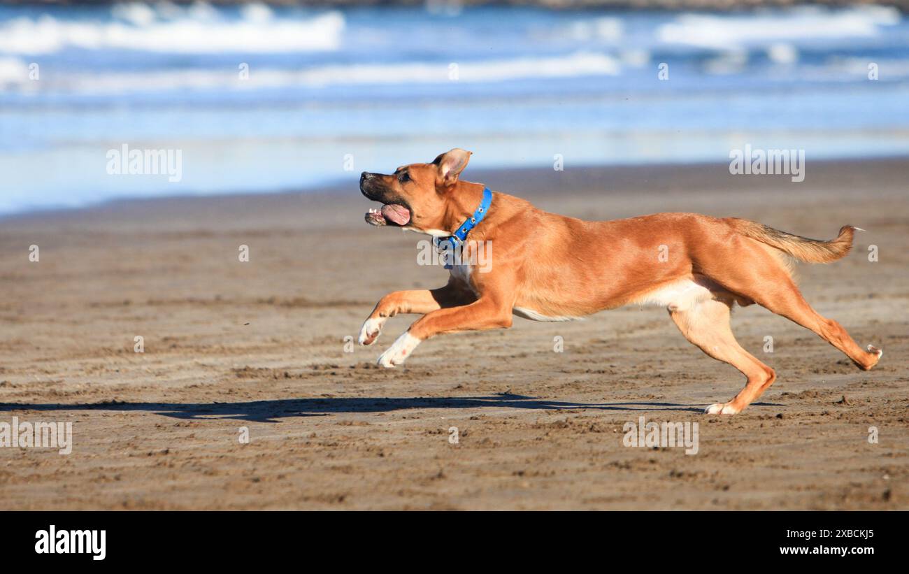 Boxer dog running on grass hi-res stock photography and images - Alamy