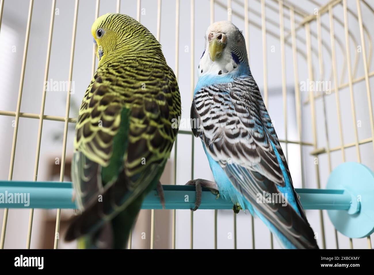 Beautiful bright parrots in cage indoors. Exotic pets Stock Photo - Alamy