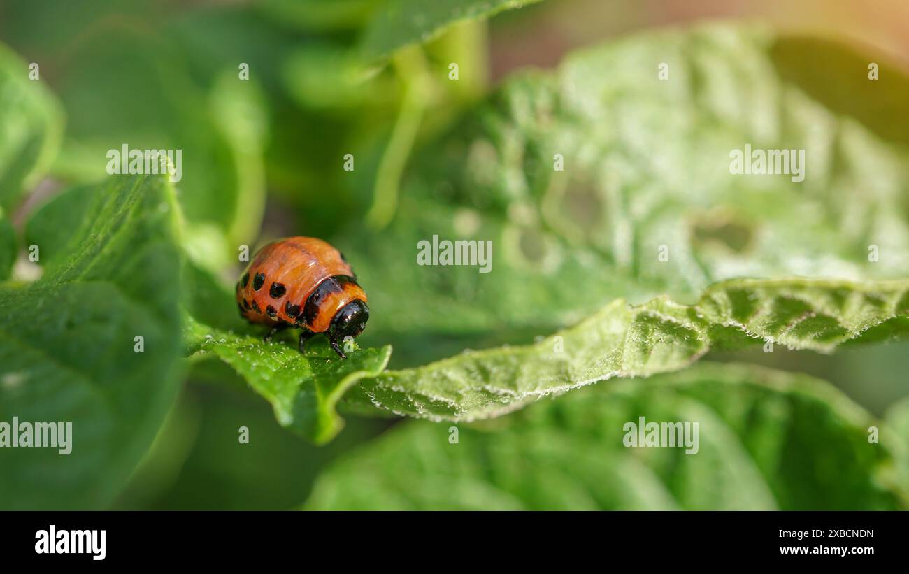 Potato bug hi-res stock photography and images - Alamy