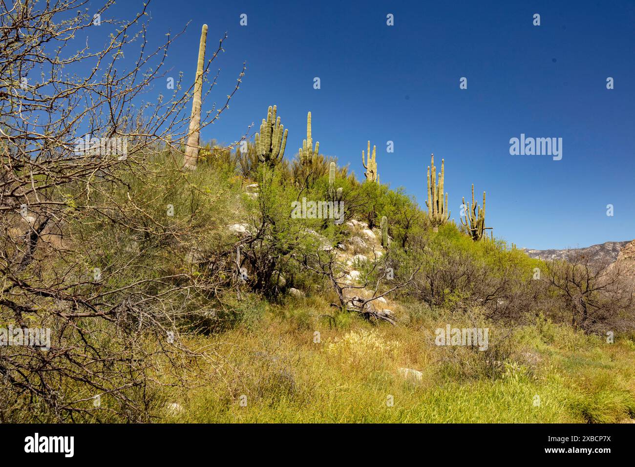 Majestic Saguaro, Saˈɣwaɾo, Carnegiea Gigantea, standing in glorious ...