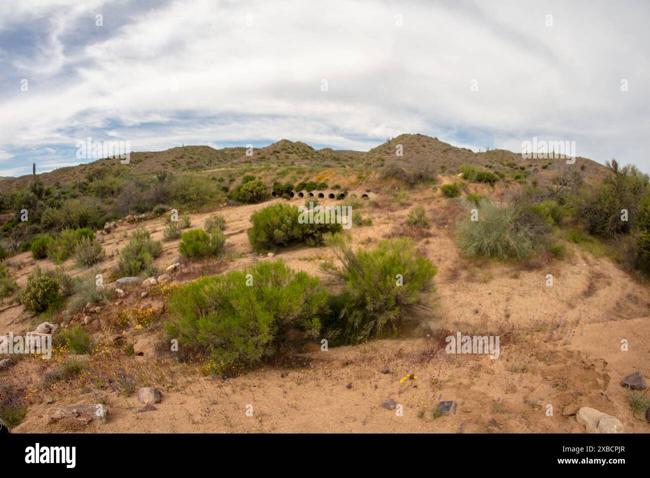Intimate Sonoran wildflower landscape along highway 77 (Globe to Tucson ...