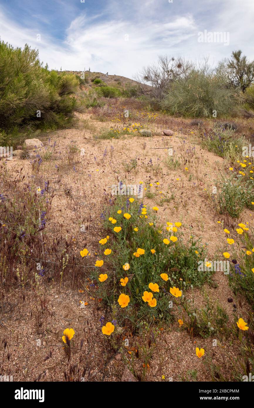 Intimate Sonoran wildflower landscape along highway 77 (Globe to Tucson ...