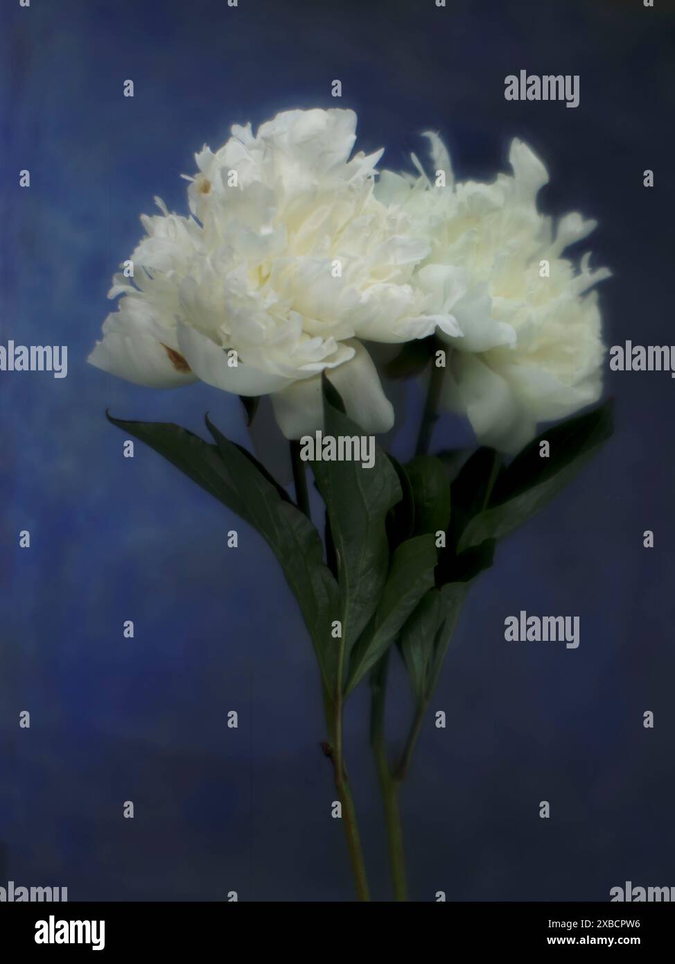 Deceptively simple poster ready high resolution White Peony flower ...
