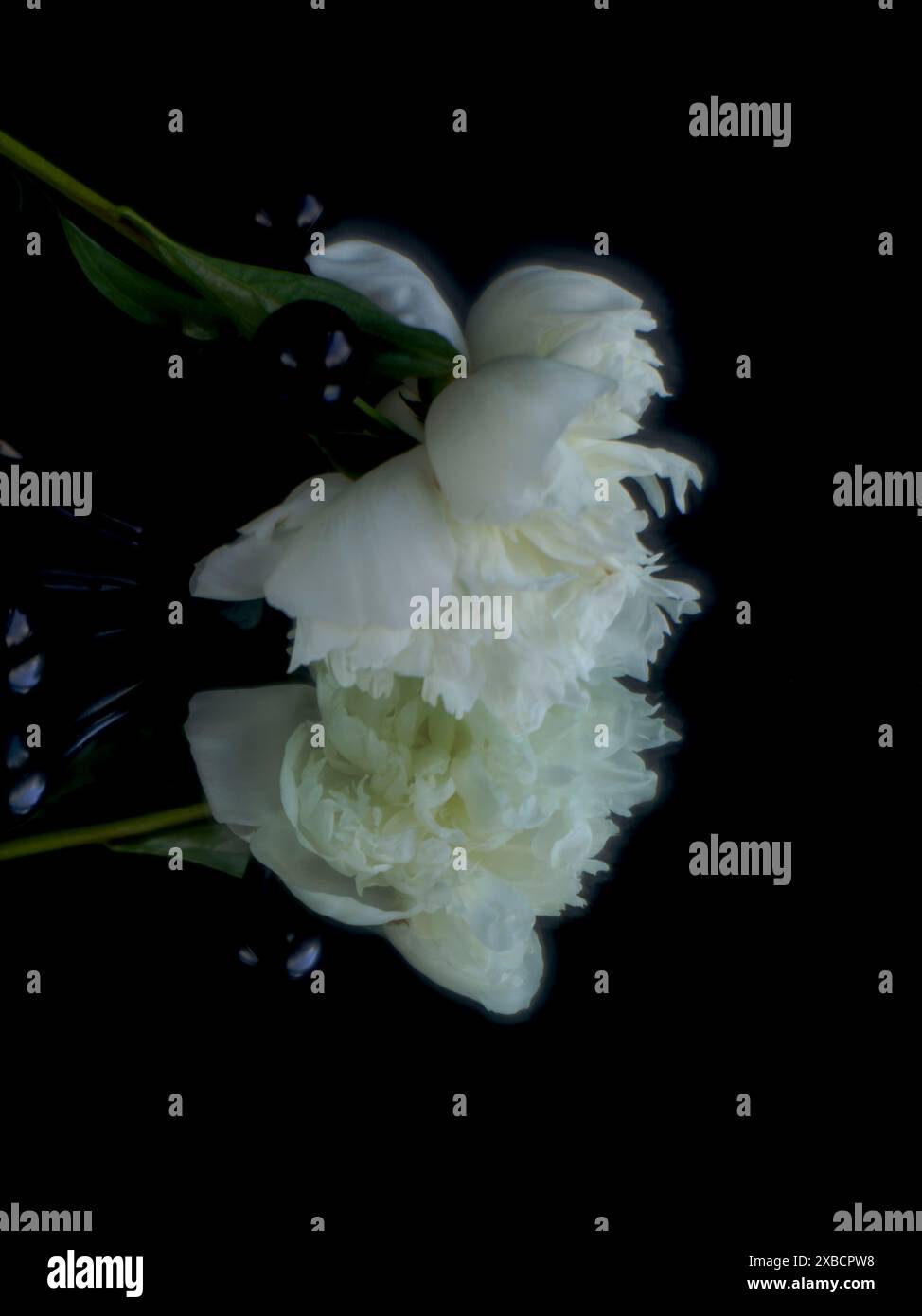 Deceptively simple poster ready high resolution White Peony flower ...