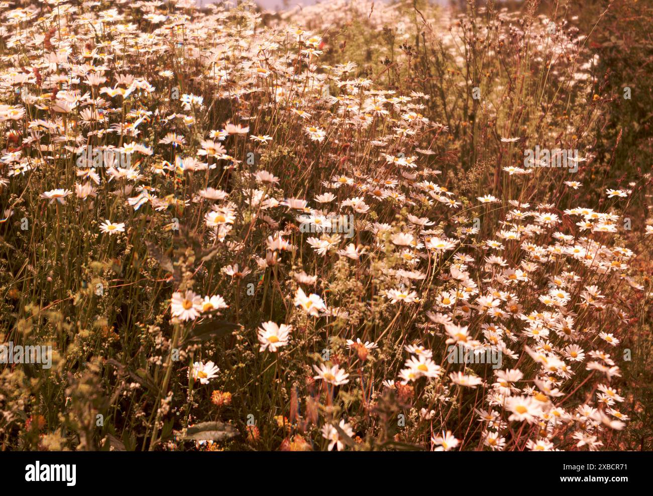 Natural sunny chalk bank with flowering Leucanthemum vulgare, ox-eye ...