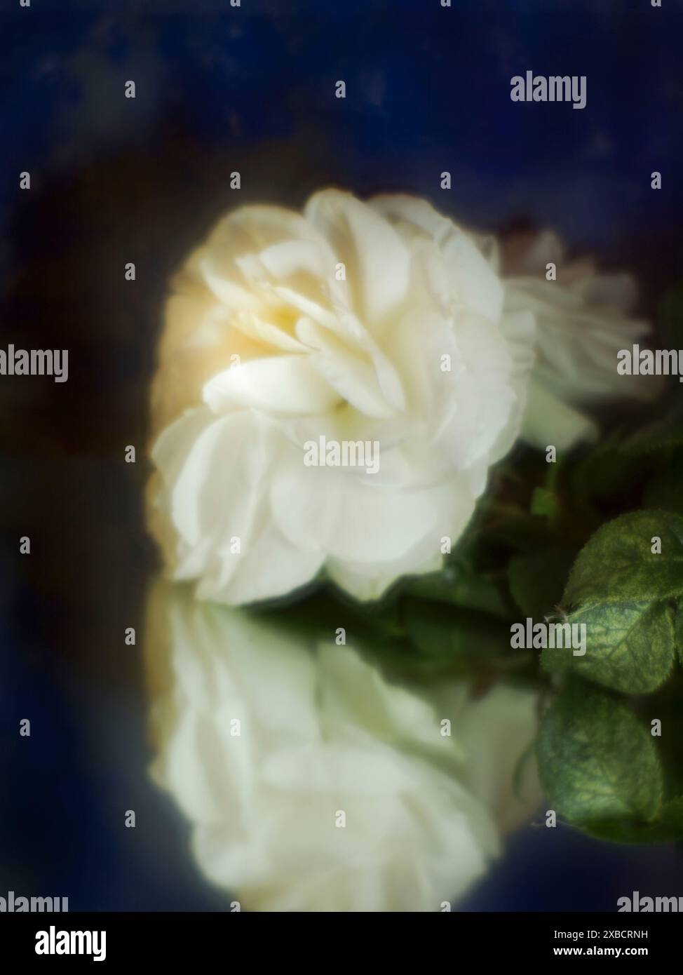 Deceptively simple poster ready high resolution White Peony flower ...