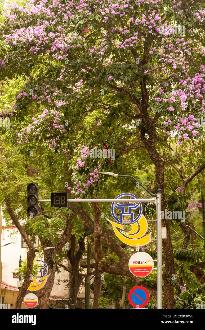 Stunning Crape myrtle, Purple Lagerstroemia indica, in Hanoi Old Town ...