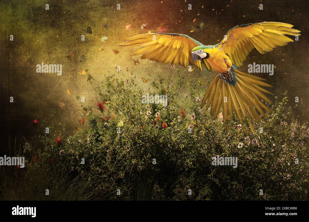 Parrot flies hi-res stock photography and images - Alamy