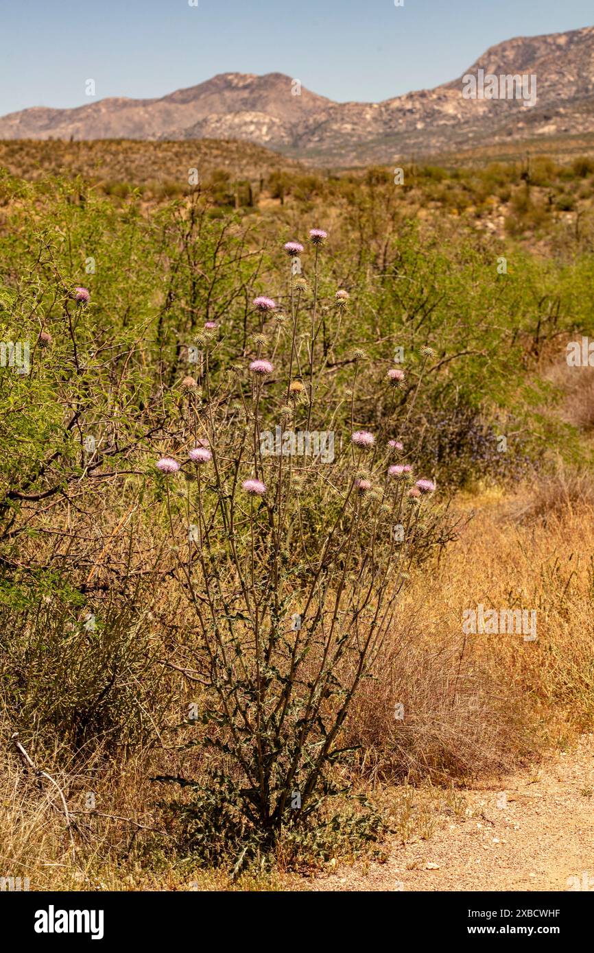 The wide open space of the glorious Catalina State Park, Oro Valley ...