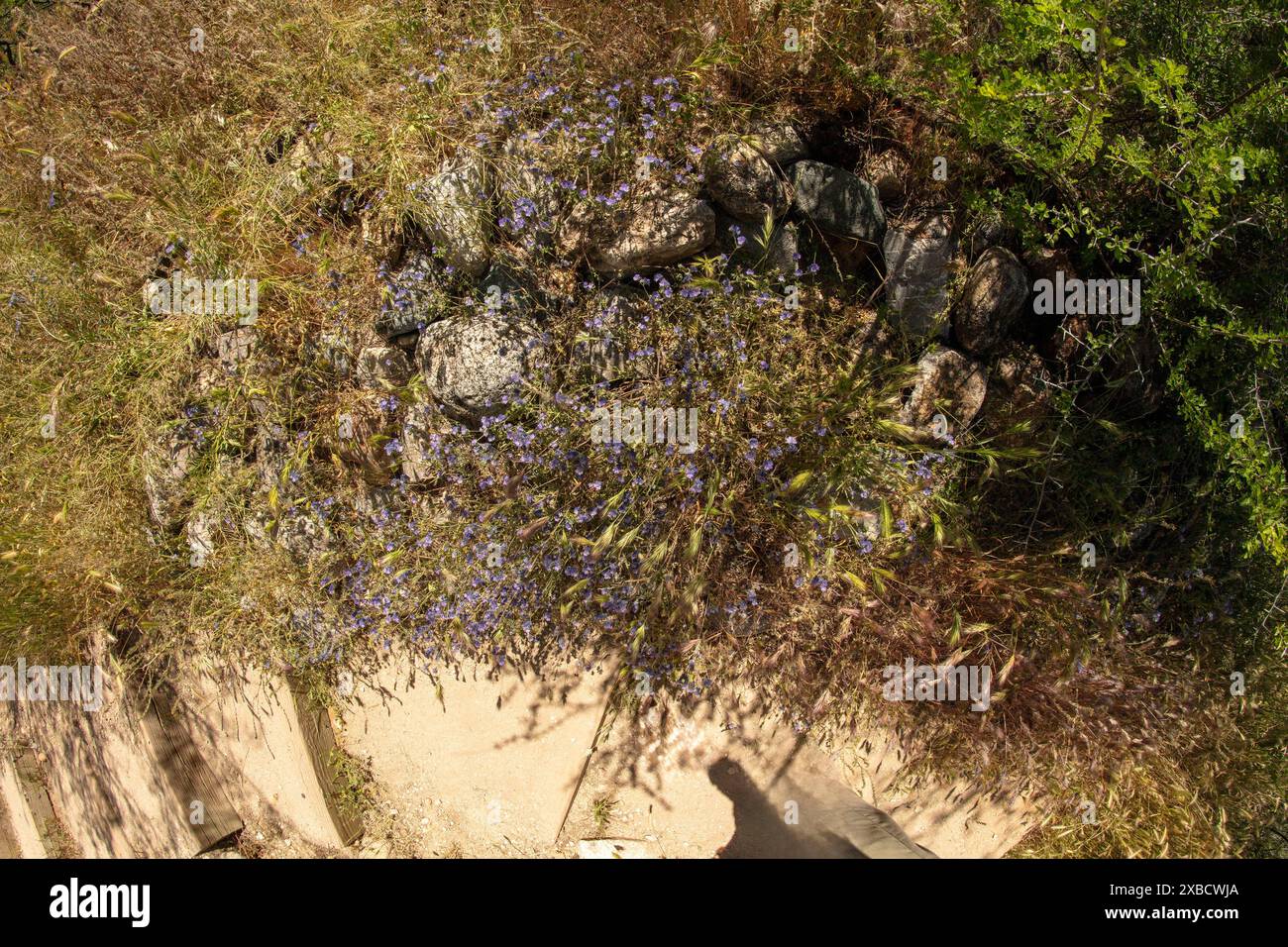The wide open space of the glorious Catalina State Park, Oro Valley ...