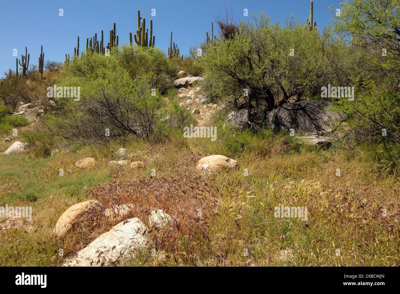 The wide open space of the glorious Catalina State Park, Oro Valley ...