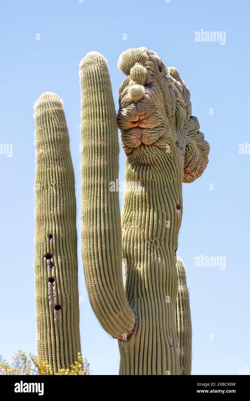 Semi-close up plant portrait of Cristate saguaro cactus imagined as a ...
