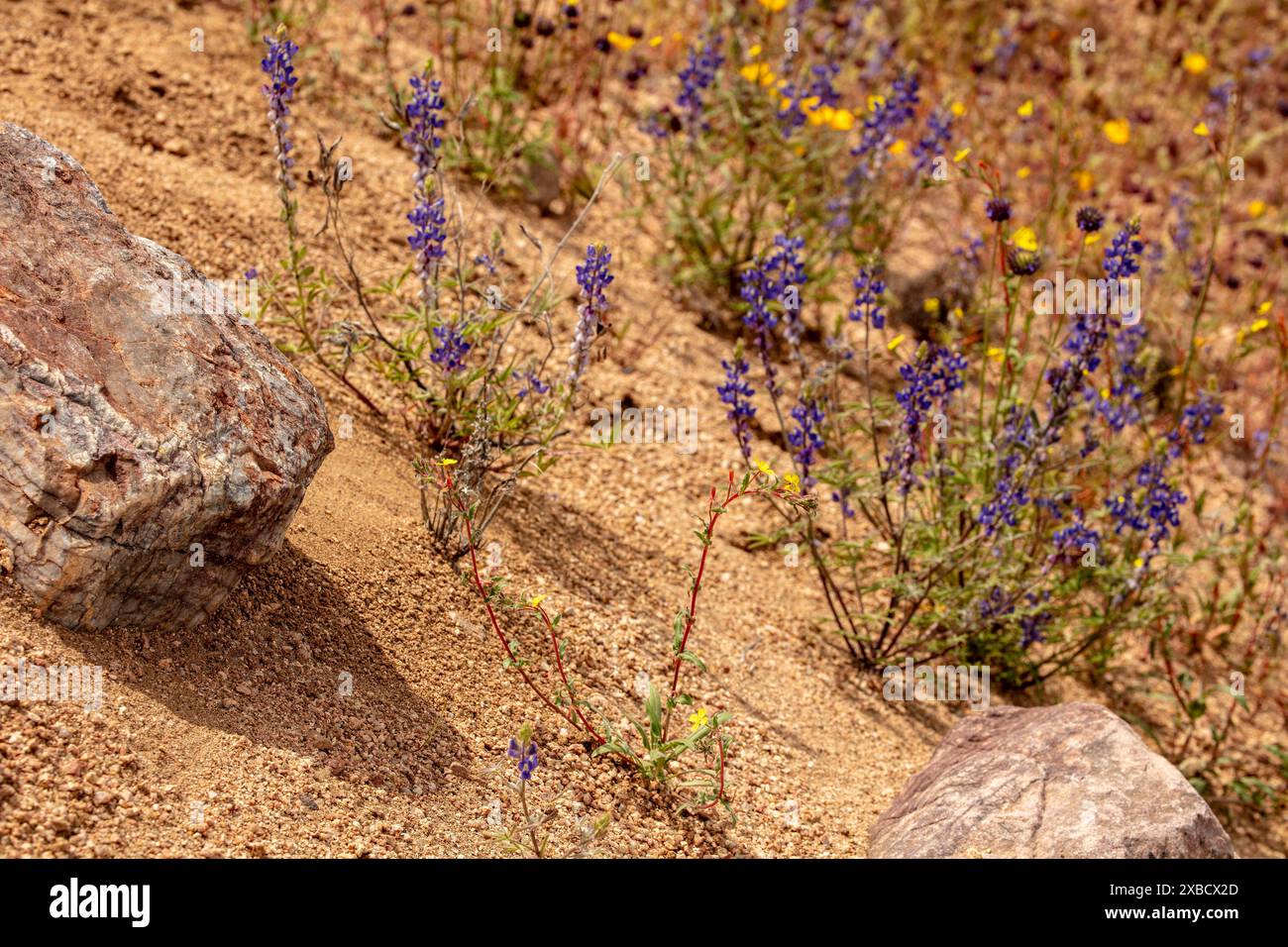 Intimate Sonoran wildflower landscape along highway 77 (Globe to Tucson ...