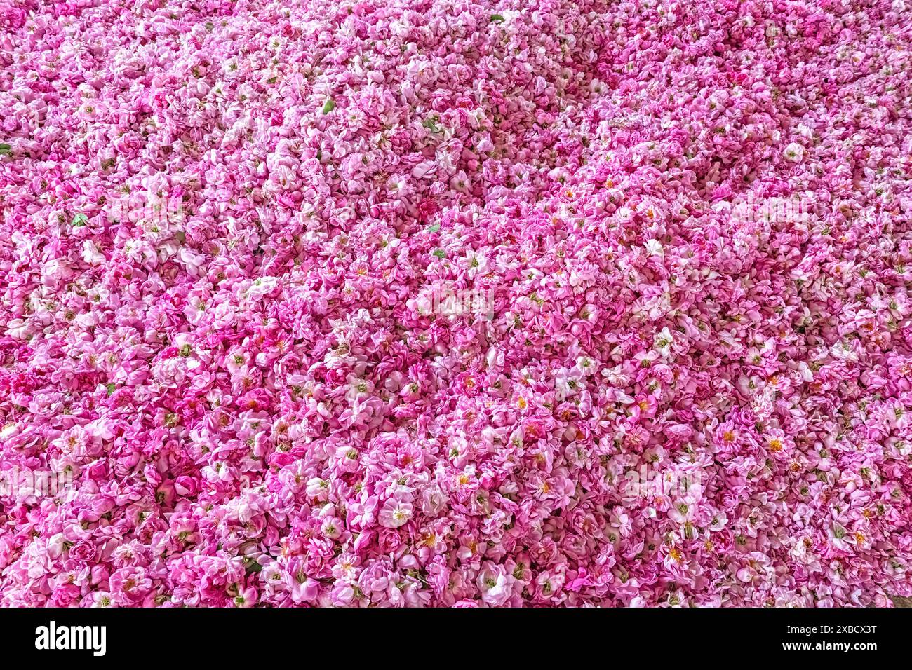 Pink coloured roses collected from the field. Lots of pink roses. The ...