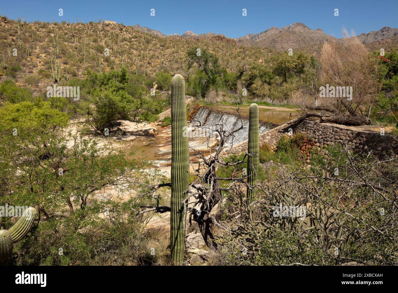 Majestic Saguaro, Saˈɣwaɾo, Carnegiea Gigantea, standing in glorious ...
