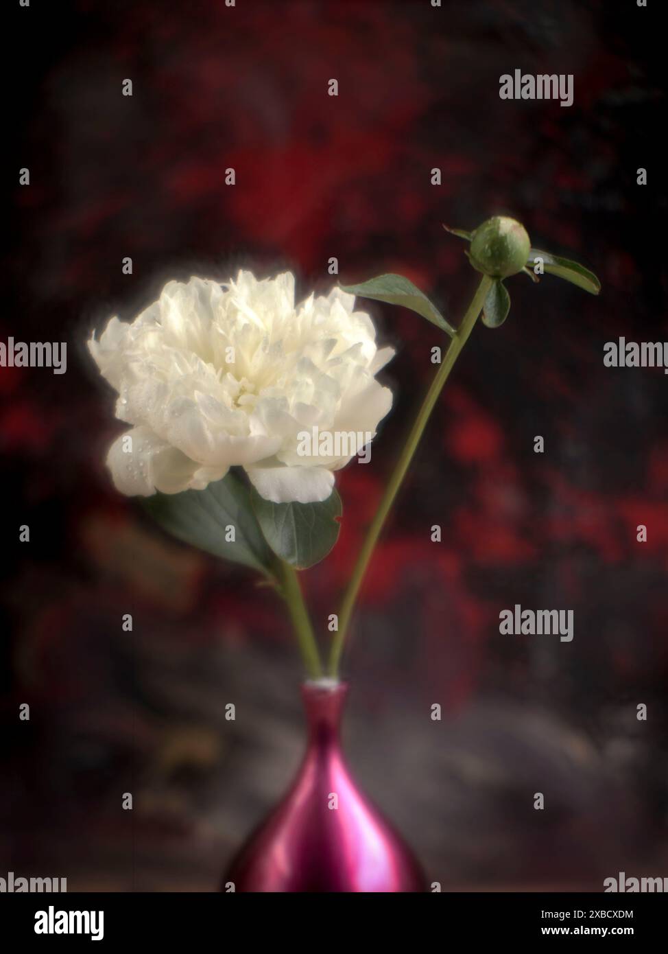 Deceptively simple poster ready high resolution White Peony flower ...