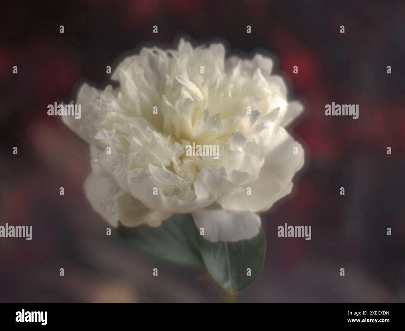 Deceptively simple poster ready high resolution White Peony flower ...