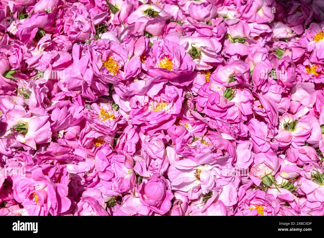 Pink coloured roses collected from the field. Lots of pink roses. The ...