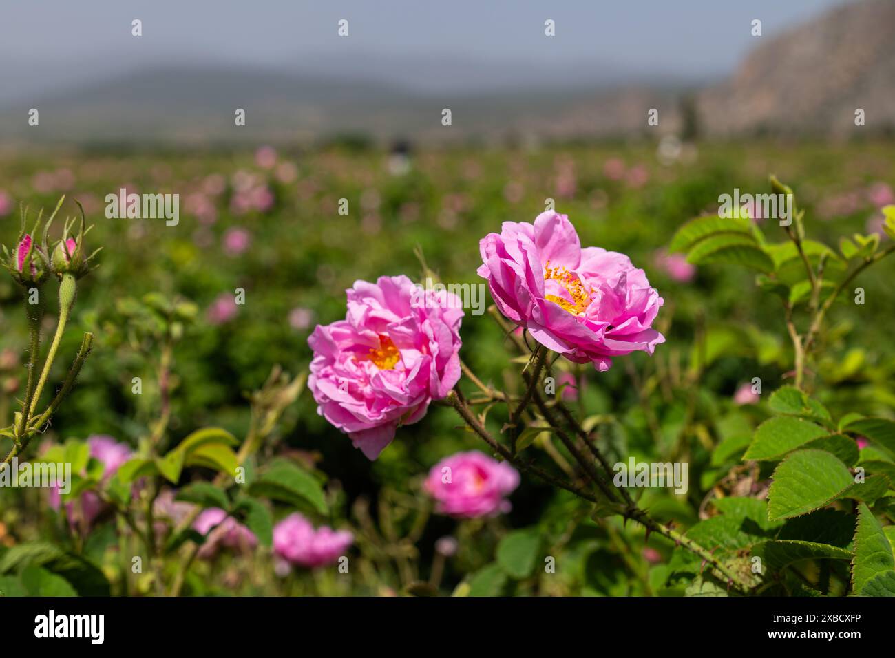 Pink-coloured rose garden. The famous Isparta rose in Turkey Stock ...