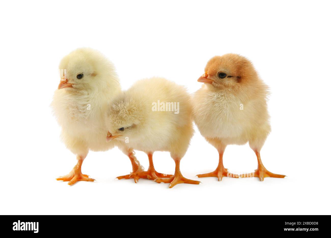 Cute chicks isolated on white. Baby animals Stock Photo - Alamy