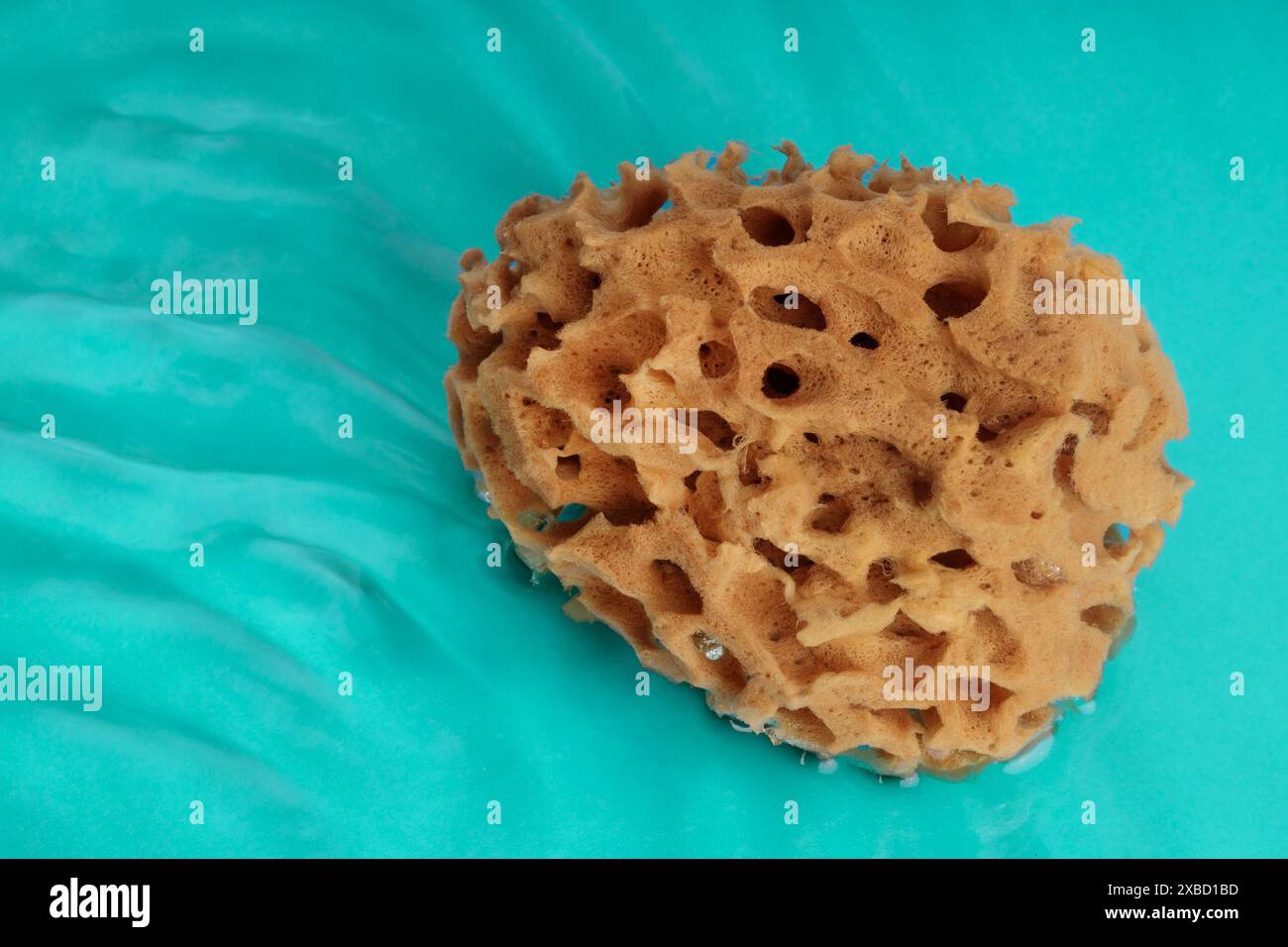 Aquatic sponge texture hi-res stock photography and images - Alamy
