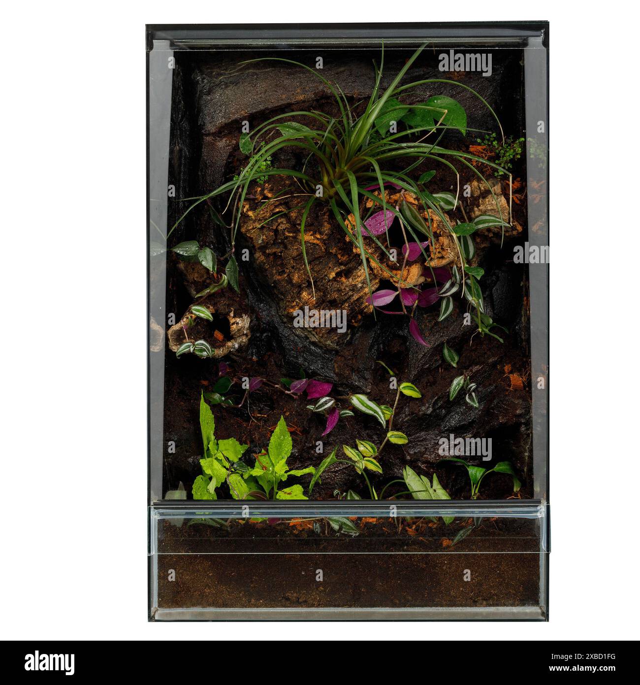 Terrarium with Diverse Plants Stock Photo - Alamy