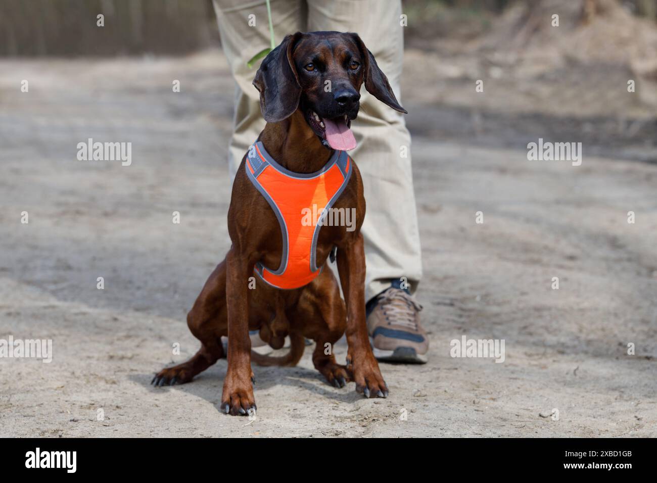 Hunting Dog in Orange Harness Stock Photo - Alamy