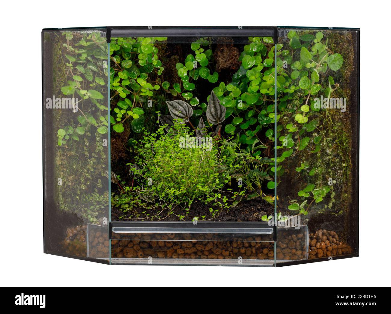 Tropical Terrarium with Lush Green Plants Stock Photo - Alamy