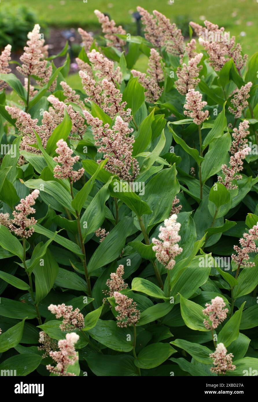 Lily valley flowers natural hi-res stock photography and images - Alamy