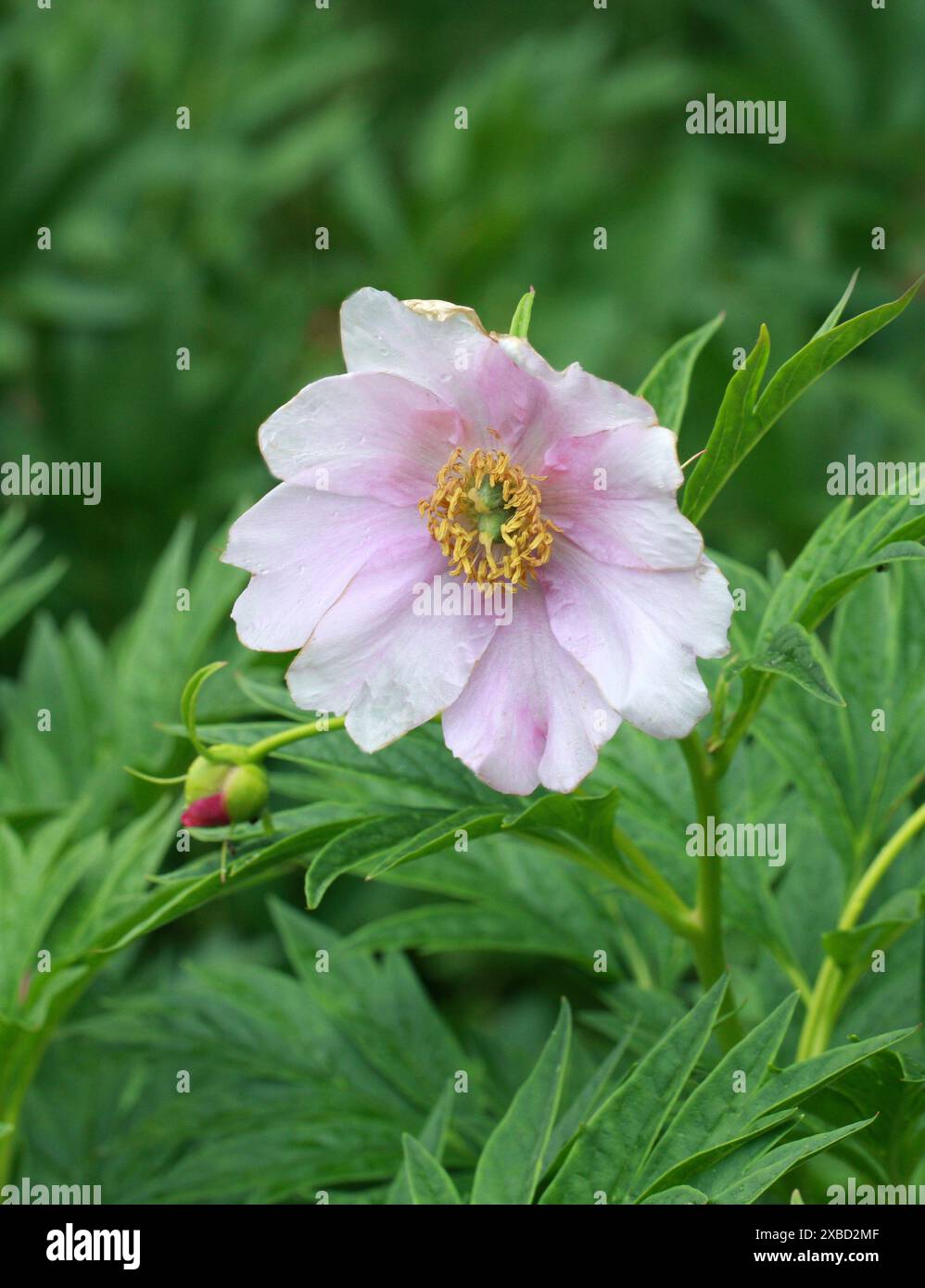 Peony, Paeonia veitchii, Paeoniaceae. Western China Stock Photo - Alamy