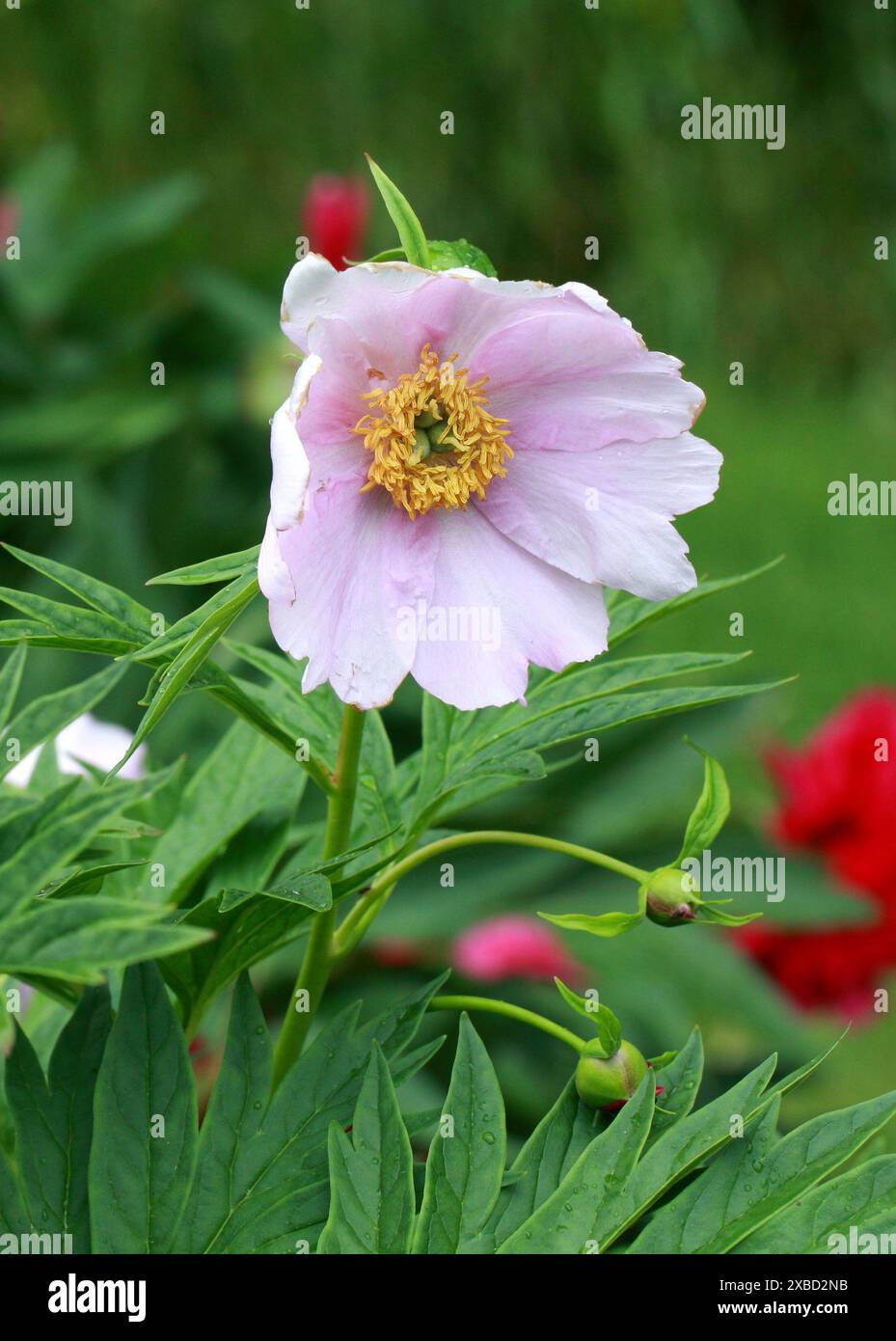 Peony, Paeonia veitchii, Paeoniaceae. Western China Stock Photo - Alamy