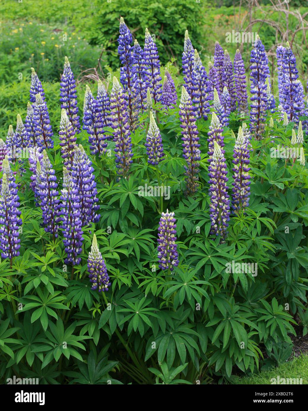 Blue Large-leaved Lupine, Big-leaved Lupine, Many-leaved Lupine, Blue ...