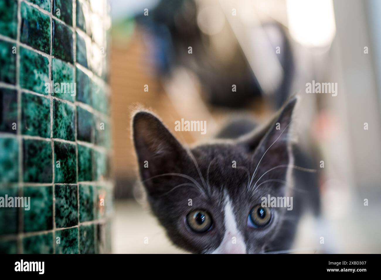 Close-up of an adorable kitten exploring indoors in Seville, Spain ...