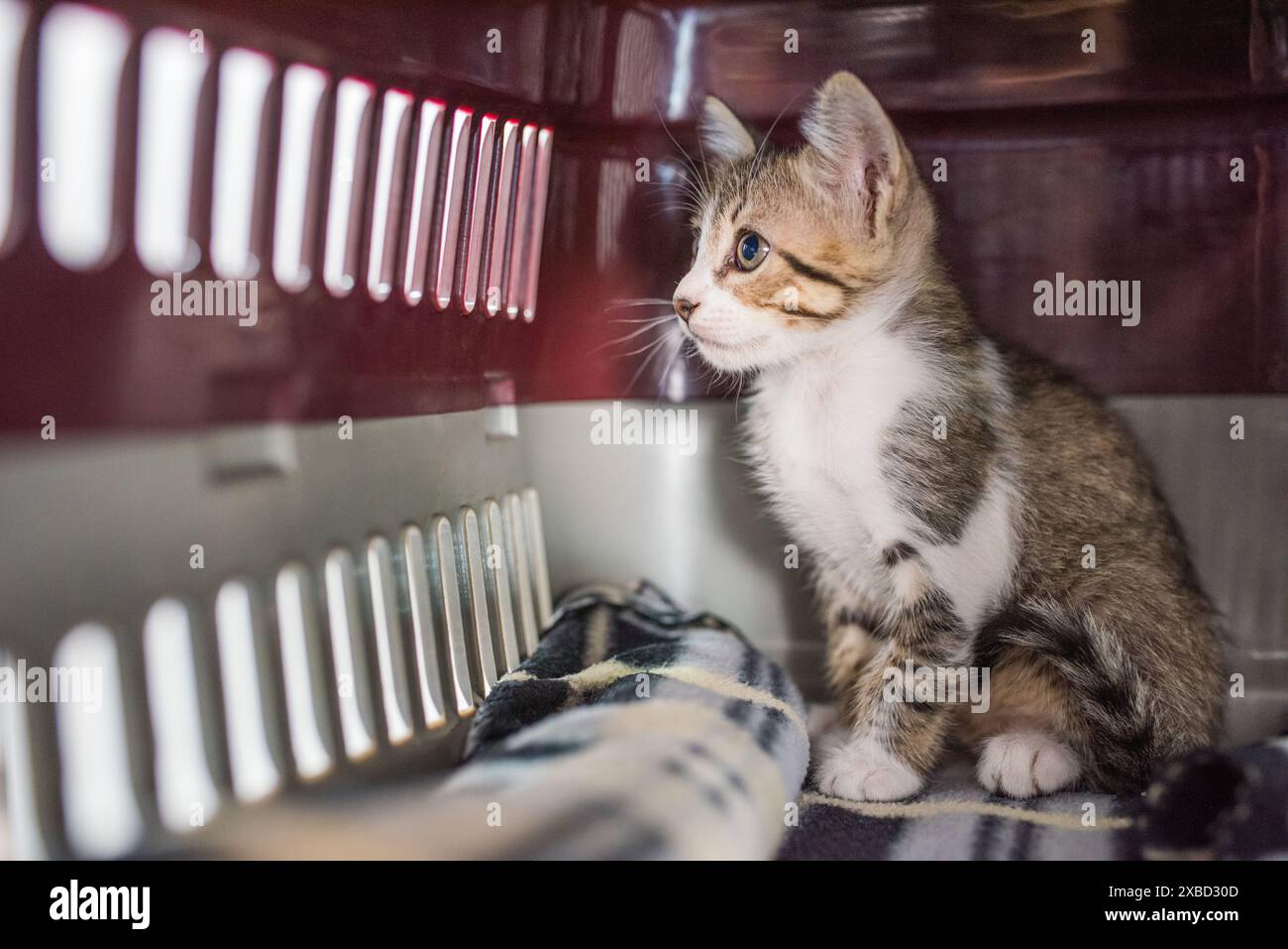 Cute kitten sitting inside a pet carrier, looking out curiously. Photo ...