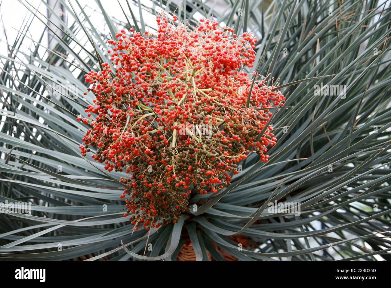 Ethiopian dragon tree hi-res stock photography and images - Alamy